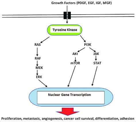 Growth Factor Involved In Cell Signaling Pathways Download Scientific Diagram