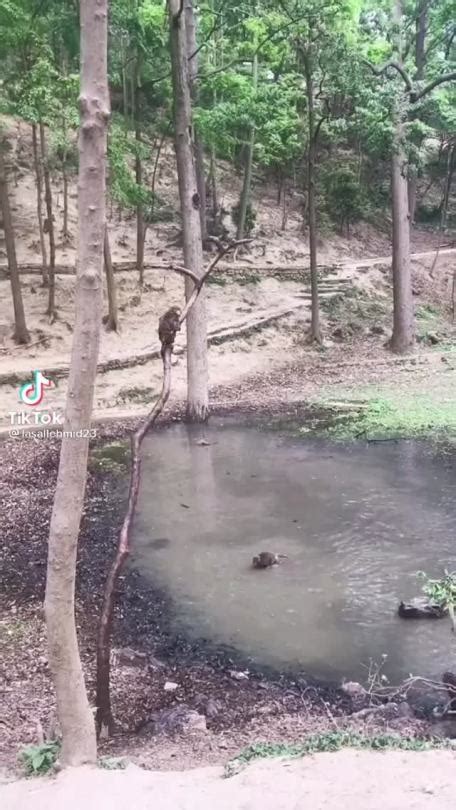 Monkeymania Is The Primate Vid Cutecute Or Cruel Tumbex