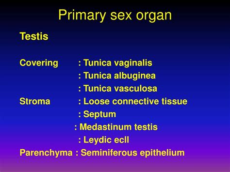Ppt The Male Reproductive System Powerpoint Presentation Free Download Id 4895079