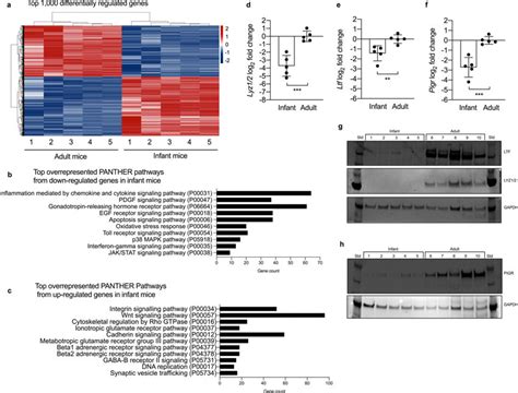 Mucosal Immune Defenses In The Urt Are Dampened In Early Life
