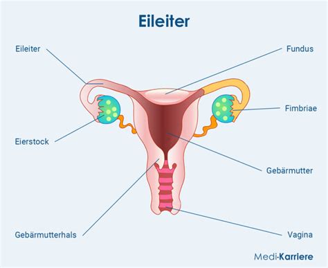 Eileiter Anatomie Funktion Und Entzündung Medi Karriere