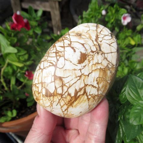 Fossilized Clam Shell Polished Bivalve Clam Natural Fossil From Madagascar Etsy