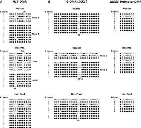 Methylation At Paternally Imprinted Gene Clusters Methylation Of Dmrs Download Scientific