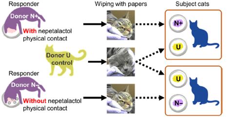 Whats The Point Of The “catnip Response”