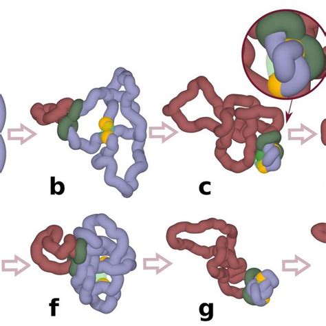 Pdf Chromatin Loop Extrusion And Chromatin Unknotting