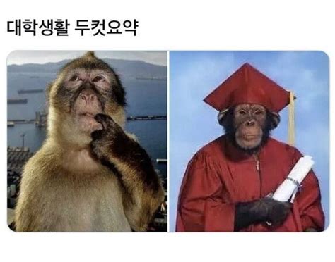 더쿠 대학생활 두컷요약
