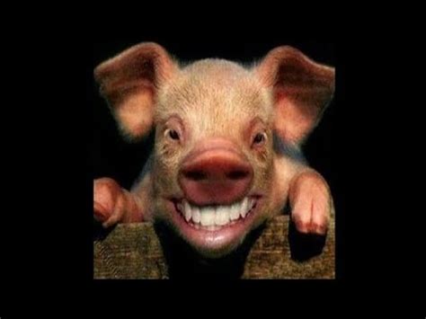 Kumpulan Vidio Babi Ketu 01 YouTube