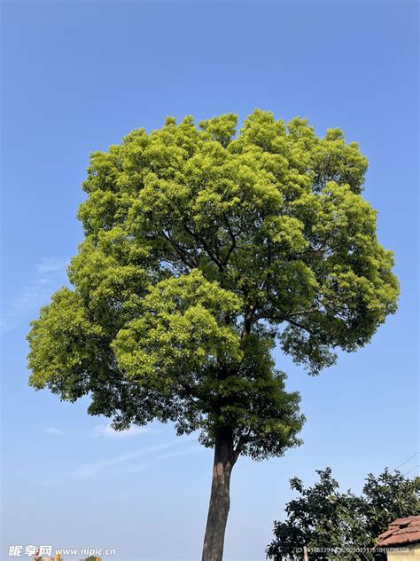 树摄影图自然风景自然景观摄影图库昵图网