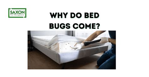 Why Do Bed Bugs Hate Dryer Sheets At Roy Cross Blog
