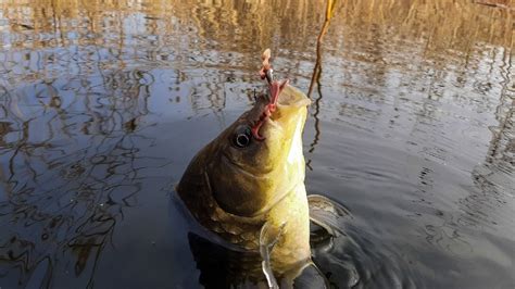 ОСЕННИЙ КЛЁВ КАРАСЯ Рыбалка на карася Карась на боковой кивок Youtube