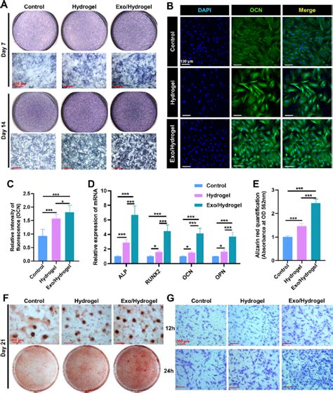 Validation The Effect Of Exohydrogel On Bmscs Osteogenesis In Vitro