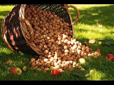 Как растет грецкий орех - YouTube