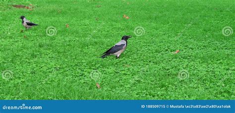 Crow Crows Nest Pirate Ship Royalty Free Stock Image Cartoondealer