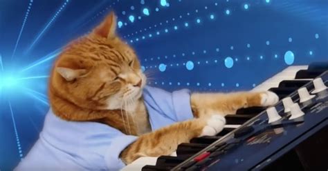 Keyboard Cat Maxim