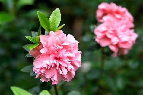 Azaleia, a flor sem frescura | VEJA