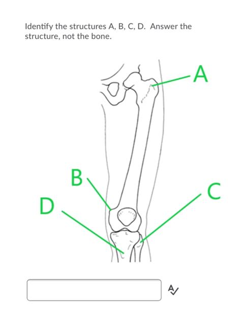 Solved Identify The Structures A B C D Answer The Chegg