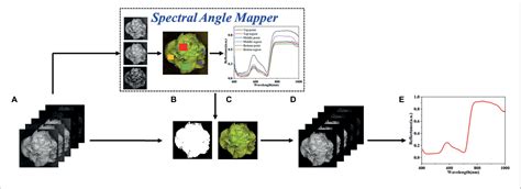 Figure 3 From Hyperspectral Technique Combined With Deep Learning Algorithm For Prediction Of