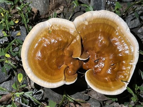 What Ganoderma Species Is This Georgia Usa R Mycology
