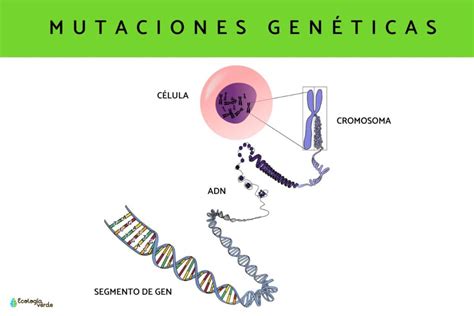 Genetic Mutations Examples And Definition Evidence Network