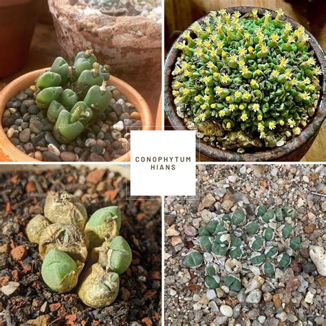 My Complete Conophytum Identification Guide
