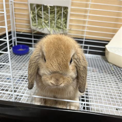 こむぎs Postlemon8