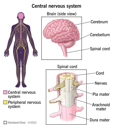 Lecture Nervous System Moraine Valley Flashcards Quizlet