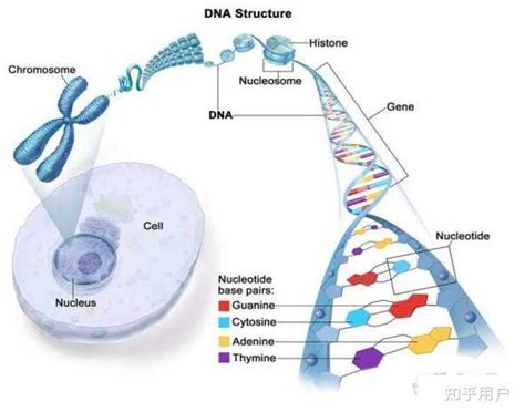 基因序列，碱基序列，染色体序列之间是什么关系？ 知乎