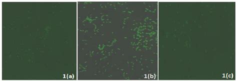 Similar Finding Has Been Reported By Setlow Et Al 2008 As They