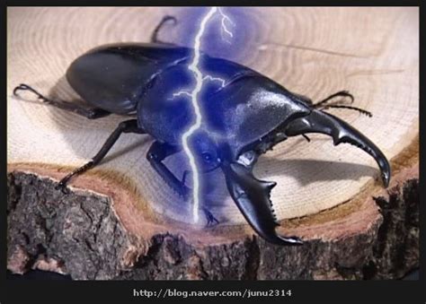 딱정벌레의 도전 네이버 블로그