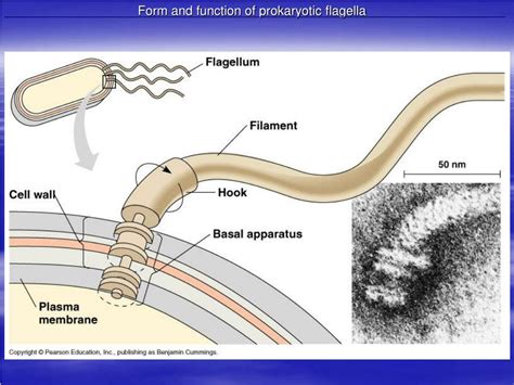 Ppt Prokaryotes Powerpoint Presentation Free Download Id 251163