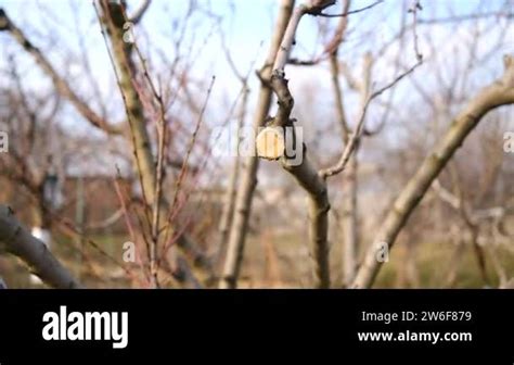 Correct Processing Of A Saw Cut Of A Tree Processing Of A Place Where A Cut Of A Fruit Tree Is