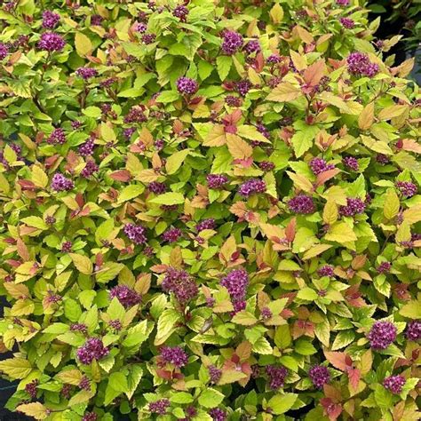 Spiraea Japonica Spirea From Great Lakes Landscape Supply