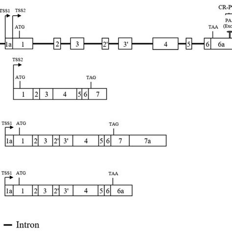 schematic structure of ctgfbr2 genomic and transcript isoforms