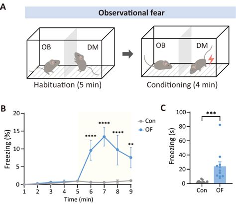 Observational Fear As A Model Of Affective Empathy In Mice