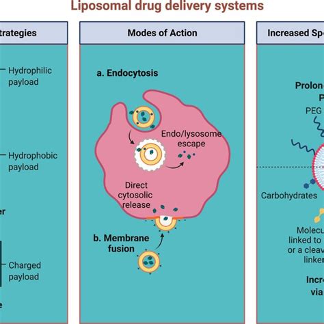 Schematic Representation Of The Different Types Of Liposomal Drug