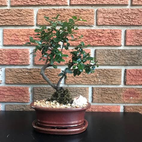 Chinese Sweet Plum Bonsai Sageretia Theezans Easy Steps