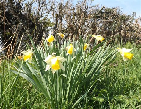 Organic Wild Daffodil Welsh Organic Wildflowers