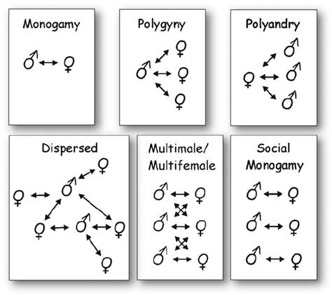 Stylized Representations Of Various Observed Primate Reproductive Download Scientific Diagram