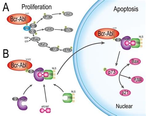 IJMS Free Full Text Blockade Of Y177 And Nuclear Translocation Of