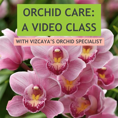 Free Orchid Care Class Online Vizcaya Museum And Gardens