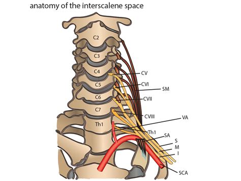 Vertebral Artery Anatomy Anatomical Charts Posters