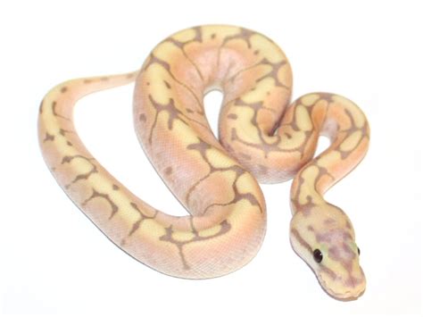 Morph List World Of Ball Pythons