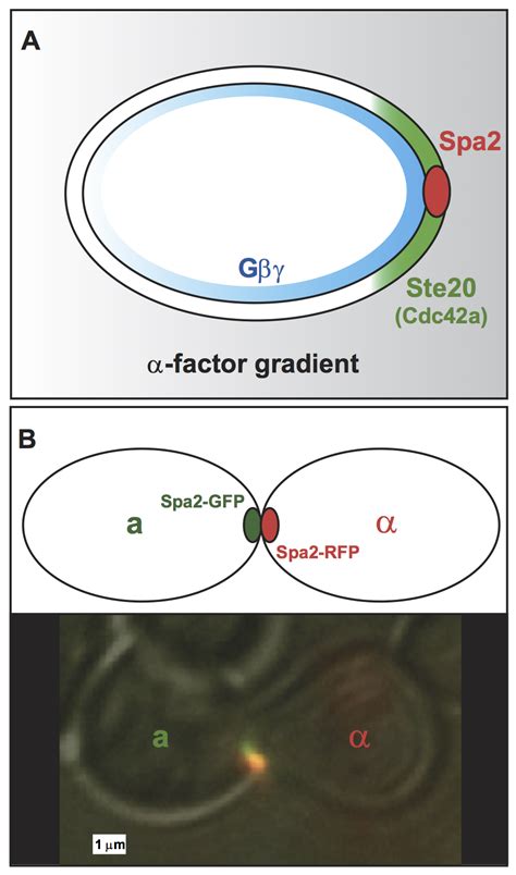Spatial Stochastic Simulation Of Cellular Polarization In Yeast Mating