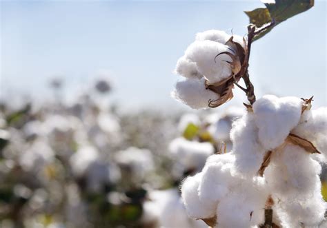 Scientists Discover How To Grow Colored Cotton Removing Need For