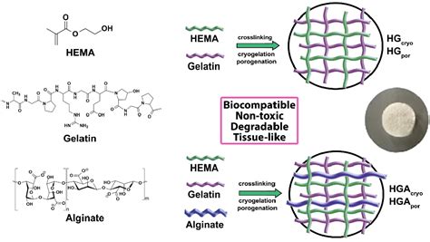 Figure 1 From Bioactive Interpenetrating Hydrogel Networks Based On 2 Hydroxyethyl Methacrylate