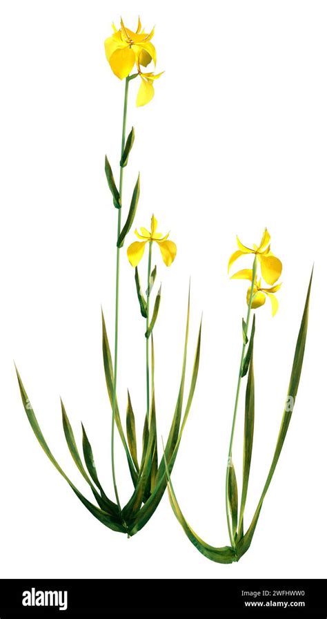 3d Rendering Of Water Iris Flowers Isolated On White Background Stock