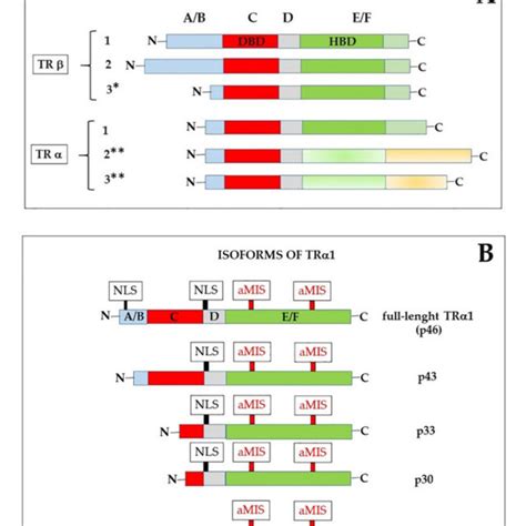 Mutations In Genes Encoding The Thyroid Hormone Receptor α Trα Gene Download Scientific