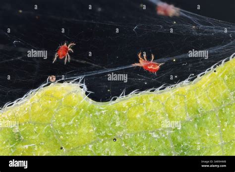 Red Spider Mite Tetranychus Urticae Pest Infestation On Leaves