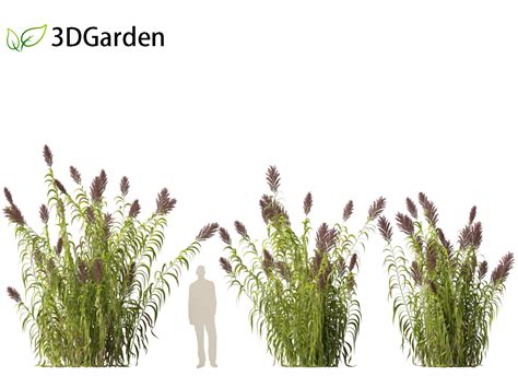 Arundo Donax Giant Reed 03 3d Model 3dgardenplants