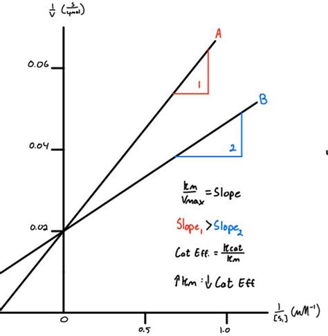 Mcat And Biochem Enzyme Review Notes Etsy